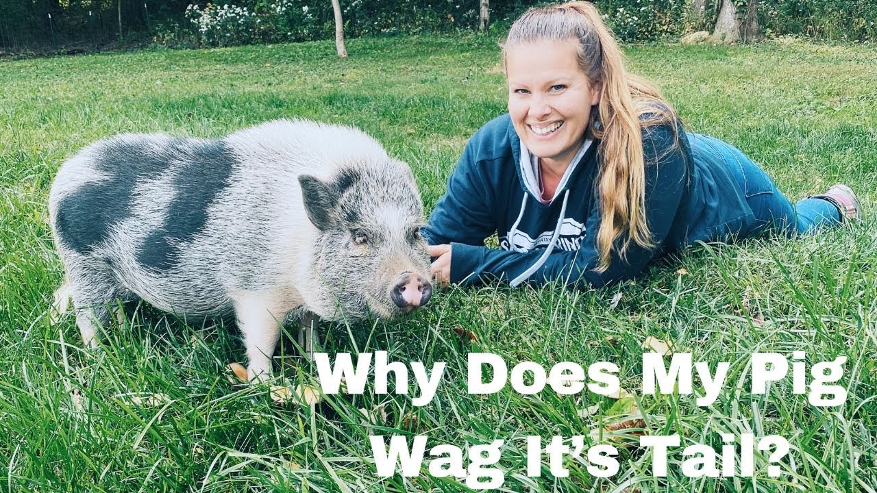 Decode Your Pig's Emotions: Understand What Their Tail Wag Means - YouTube