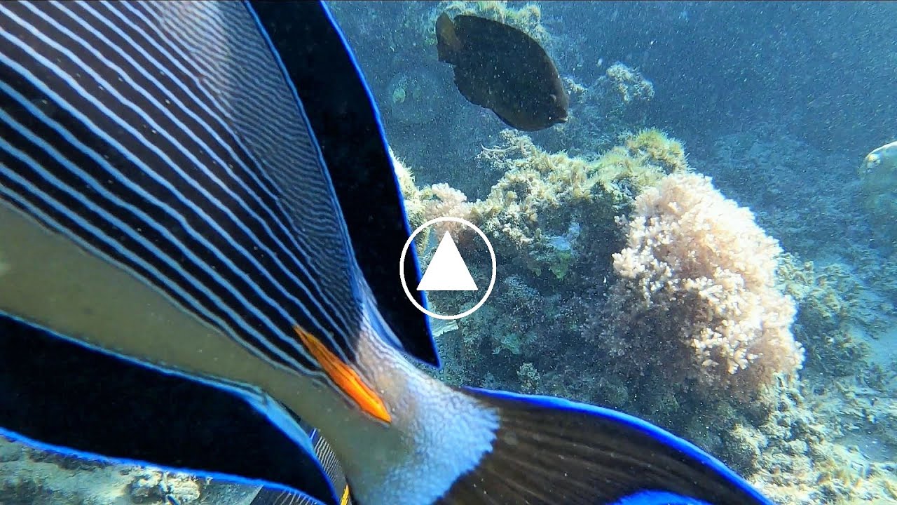 Le poisson chirurgien zébré (Acanthurus sohal) - YouTube
