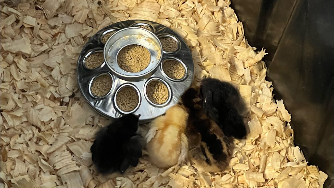 WE HAVE BABY CHICKS 😱🐥 #backyardchickens #babychicks - YouTube