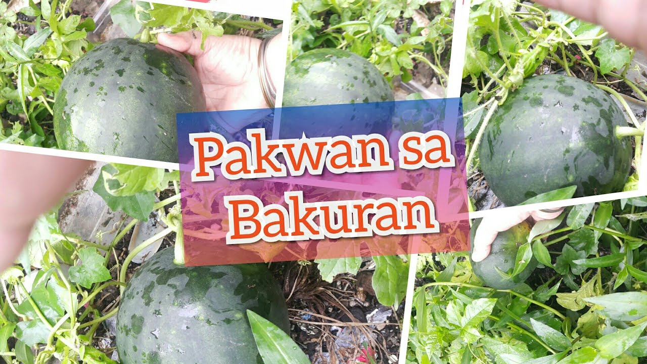 Pakwan sa Bakuran | water melon at the garden - YouTube