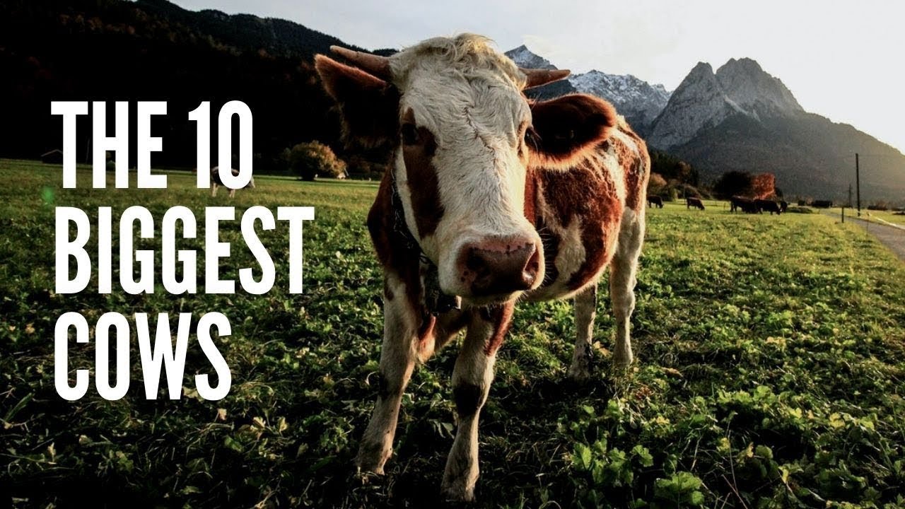 Top 10 Largest cattle breeds In The World-biggest cows and bulls! - YouTube