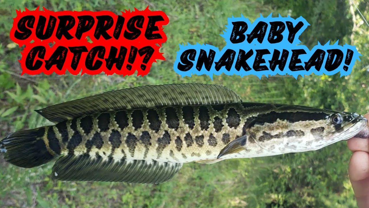 Fishing A DITCH Filled With BABY SNAKEHEAD?! (Maryland) - YouTube