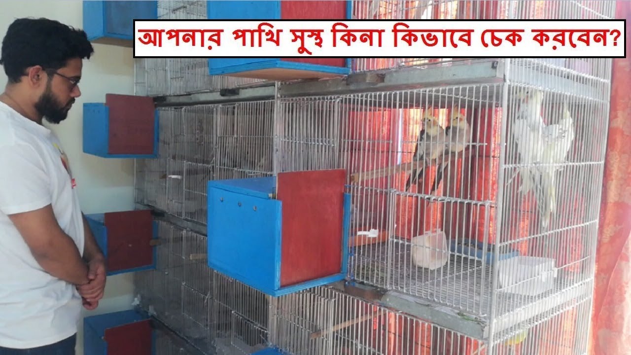 How to check if your bird is healthy of sick. - YouTube