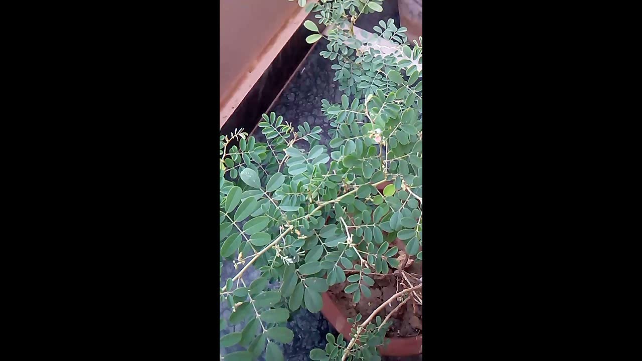Sharpunkha (Purple Tephrosia) - YouTube