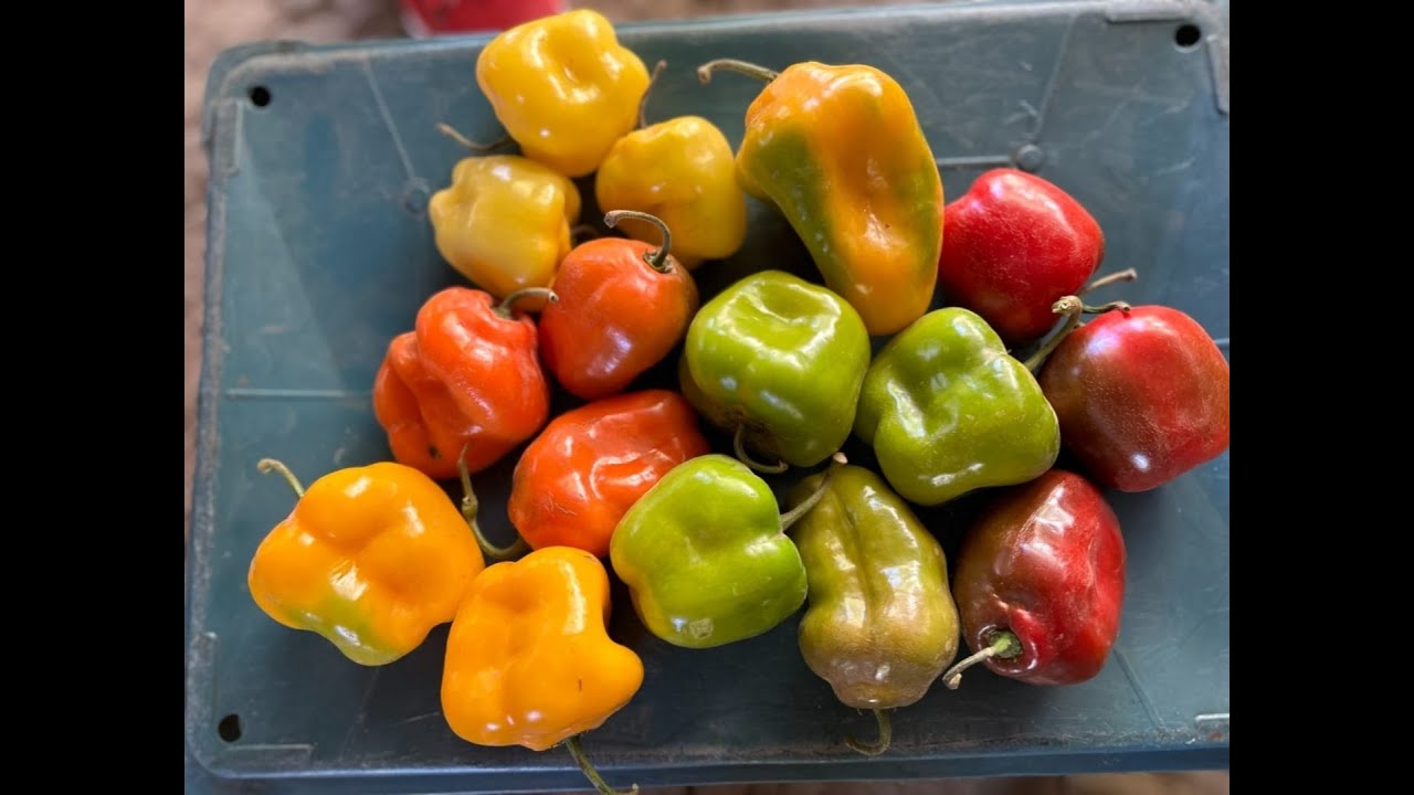 Cultivando chile Perón o Manzano de Tacámbaro Michoacán - YouTube