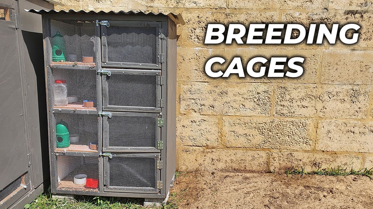Pigeon Breeding Cages - YouTube