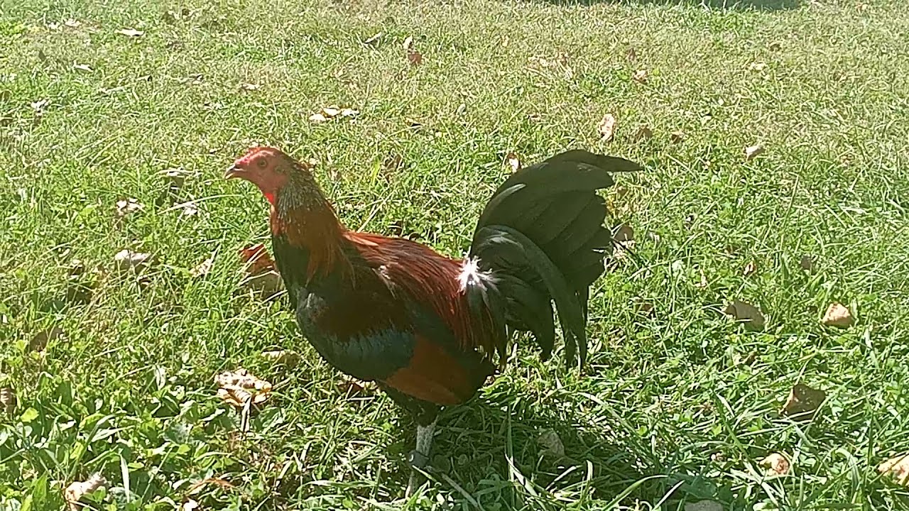 Joe Goode greys. - YouTube