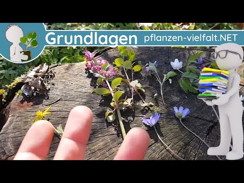 Perigon Und Perianth: Die Blütenhülle Erklärt | Floristik Haenni