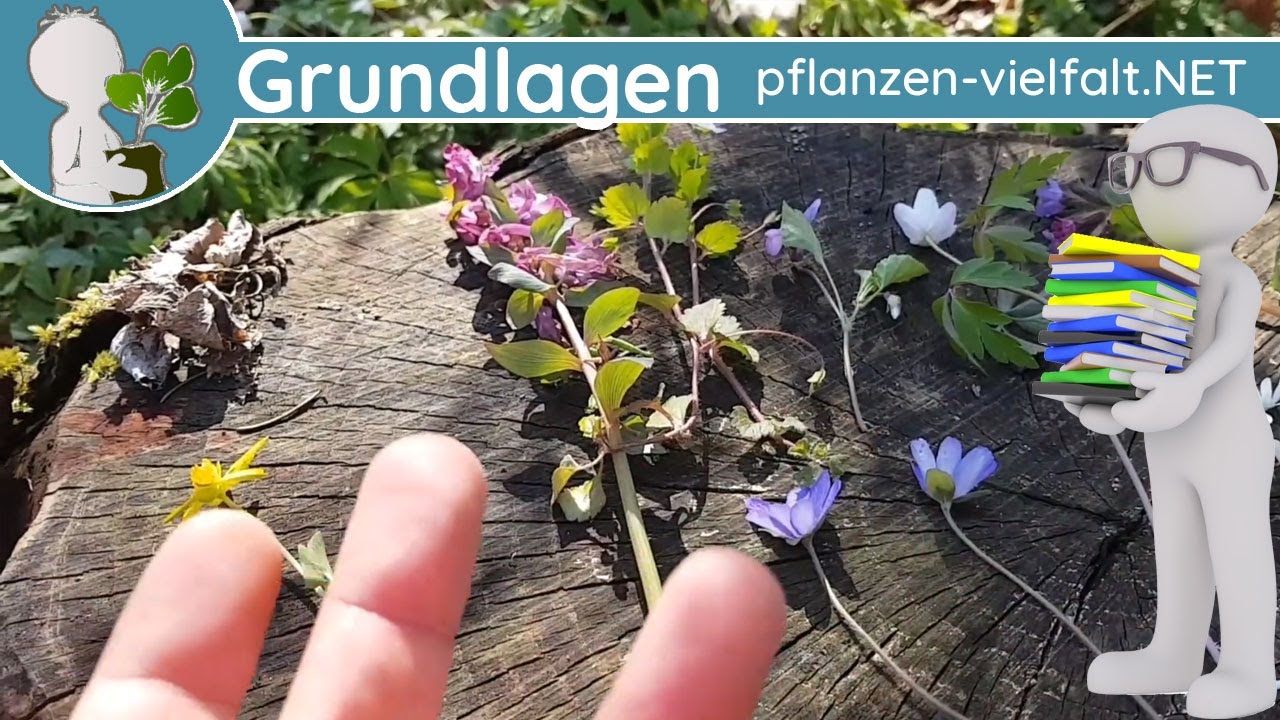 📚 Einfache (Perigon)- & doppelte Blütenhülle / Blütenhüllblätter ...