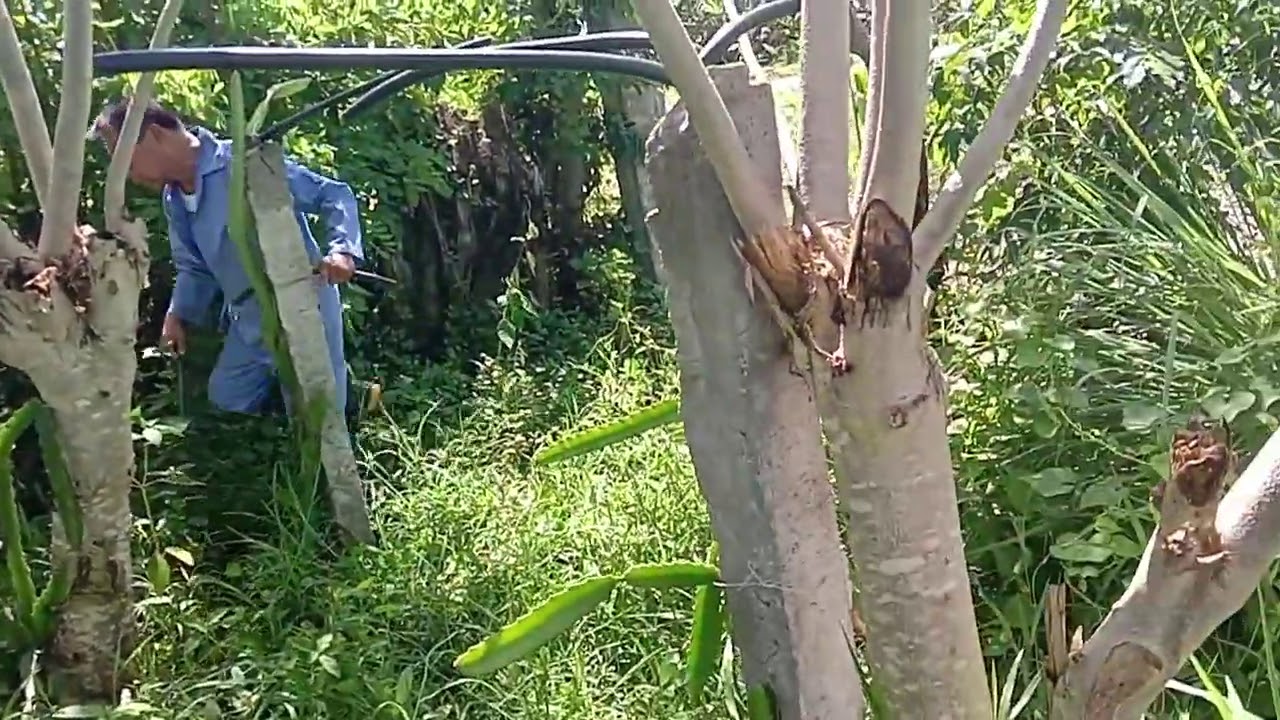 Making Dragon Fruit Stand - YouTube