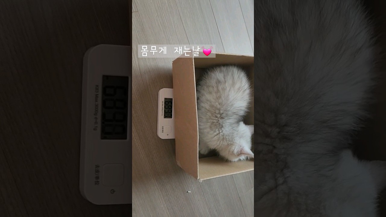 아기고양이 몸무게 재는날 너무 작아서 주방저울로 재기 Youtube