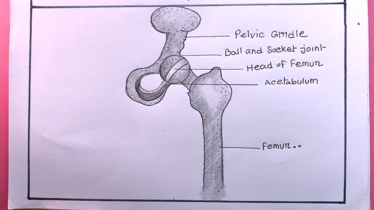 How To Draw Human Ball And Socket Joint Step By Step - YouTube