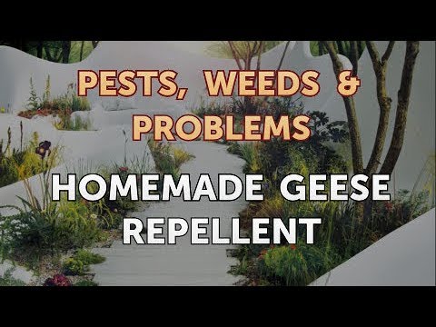 Homemade Geese Repellent - YouTube