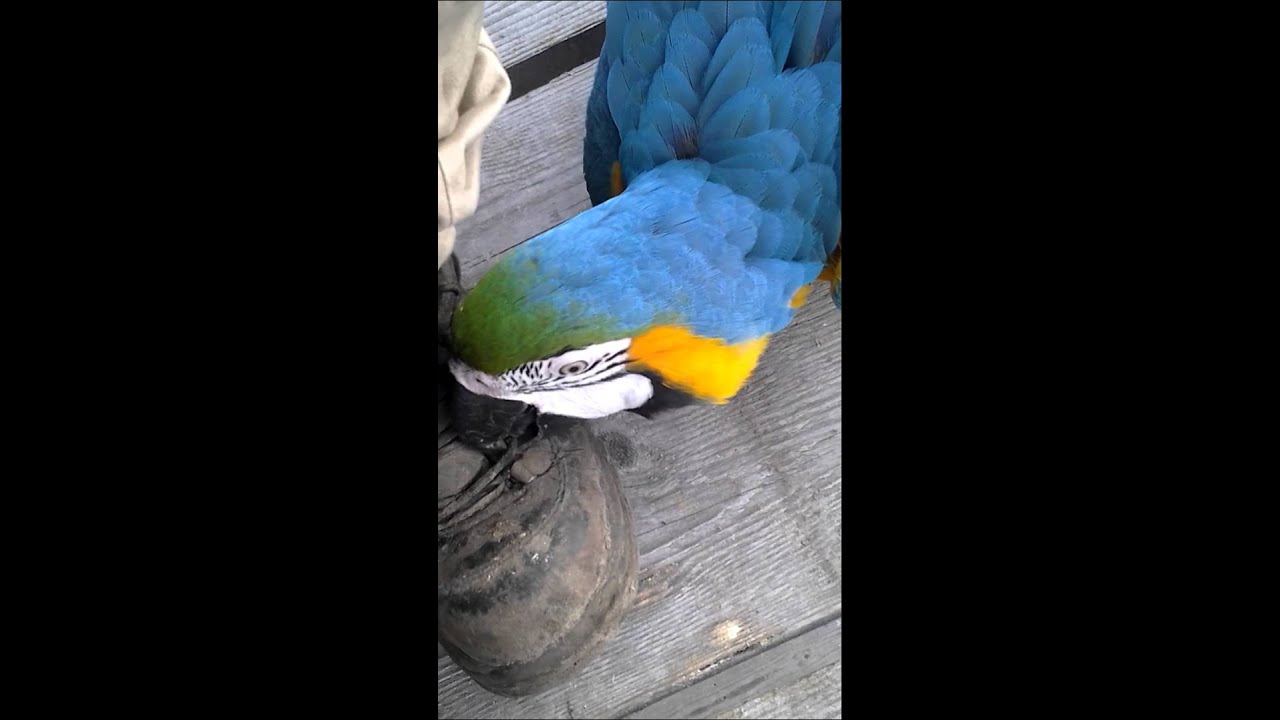 Parrot climb scaffolding - YouTube