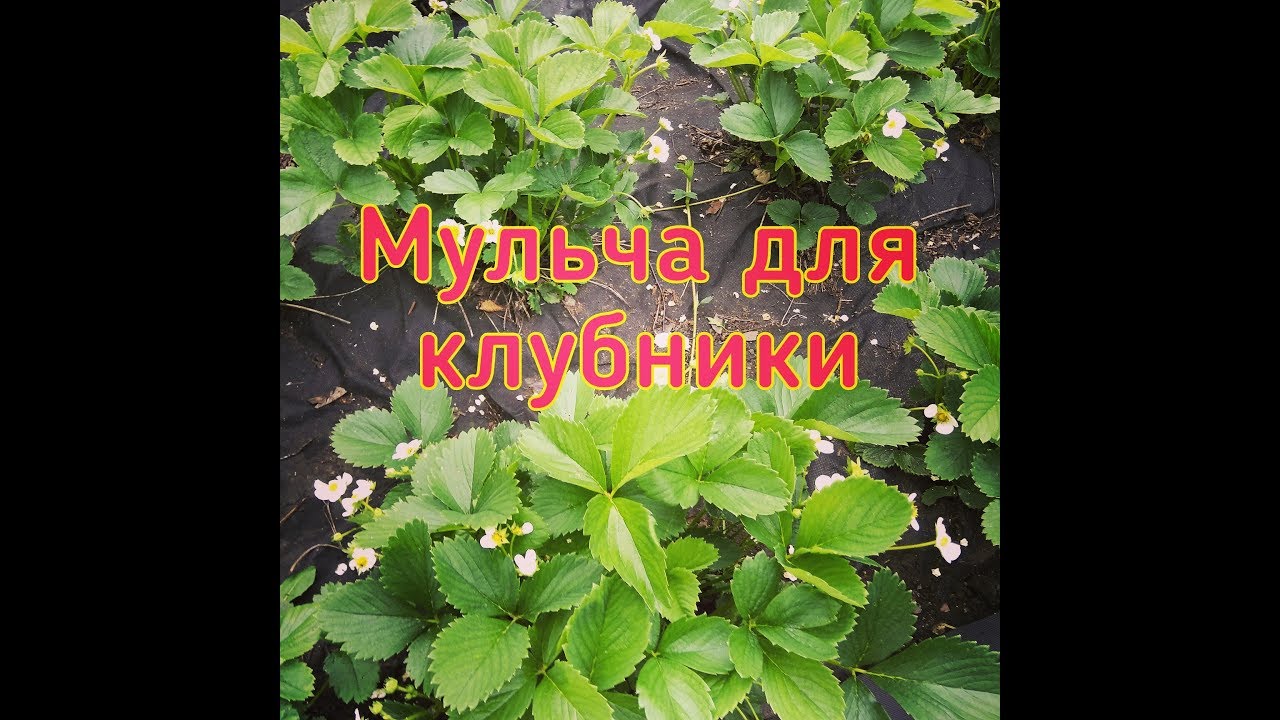Мульча для клубники. Никакой прополки, только большой урожай.🍓🍓🍓 - YouTube
