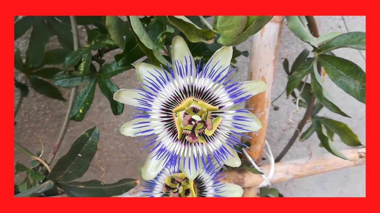 PASIFLORA | FLOR DE LA PASION | MARACUYA | FRUTA DE LA PASION - YouTube