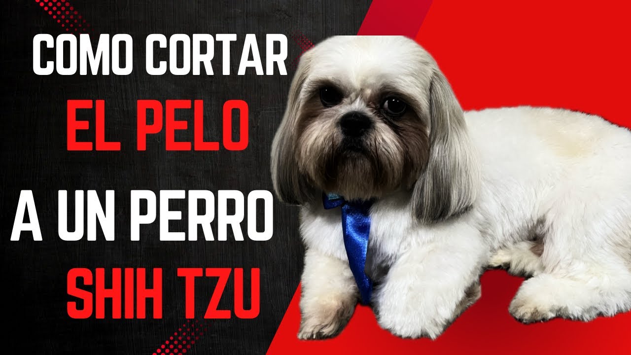 Cortes De Pelo Para Shih Tzu GROOMING SHIH TZU CORTE A TIJERA 4