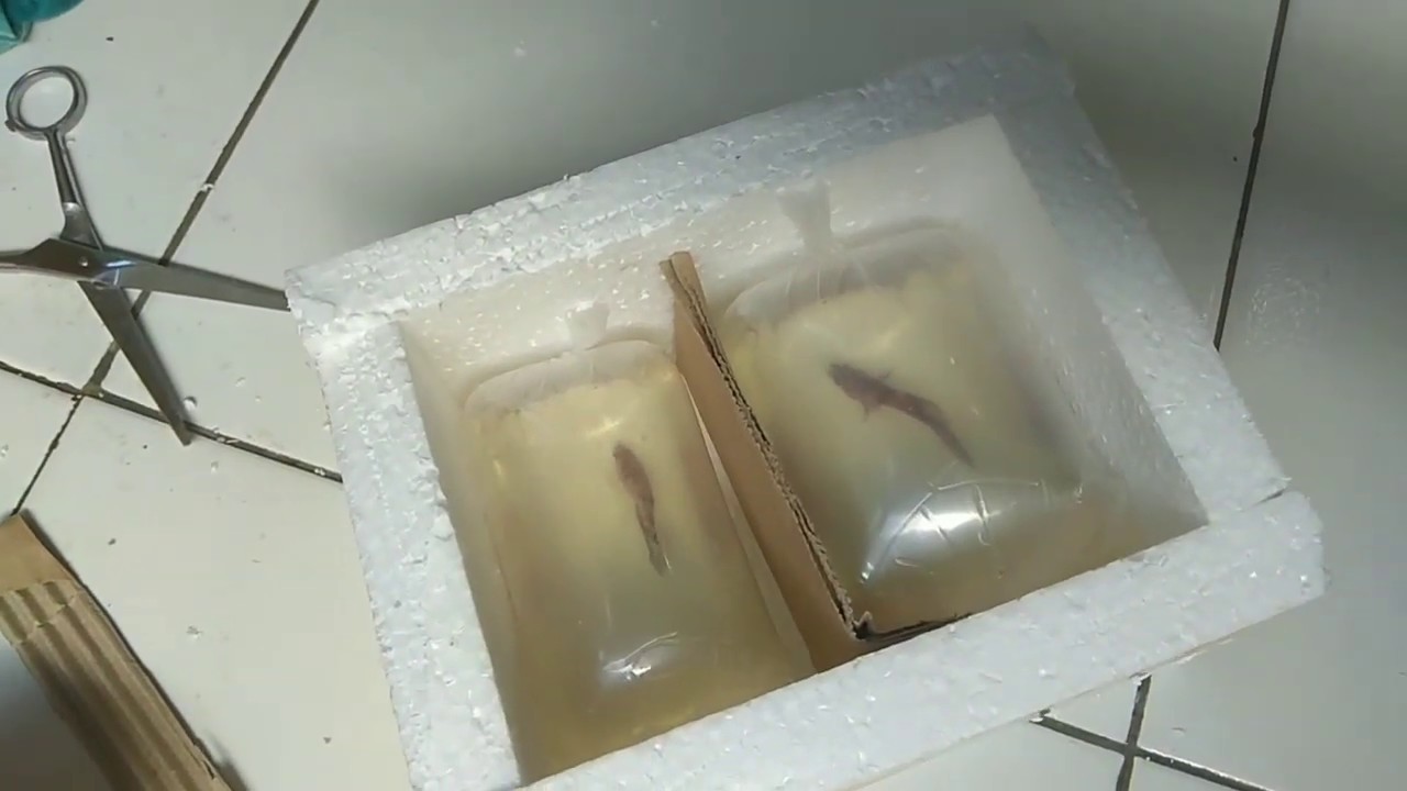 Cara packing ikan cupang untuk pengiriman luar kota - YouTube