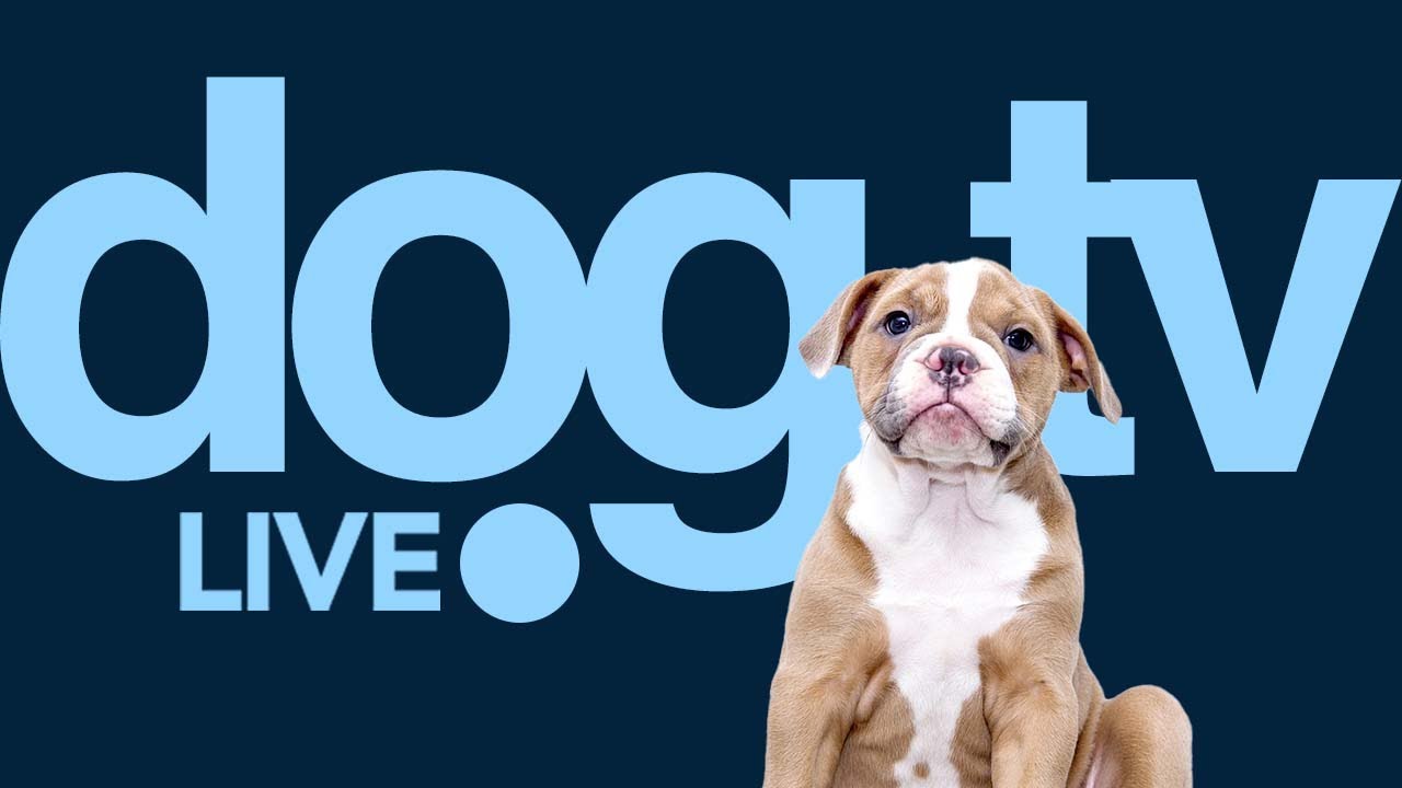 TV for Dogs - Petflix Stream for Dogs - Endless Stimulation - YouTube