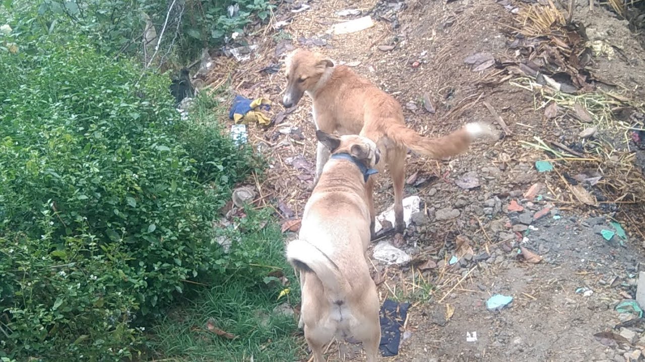 Dekhye gyus aaj dogi ko #kya hua subh subh mujhe #uthne a gya dekho ...