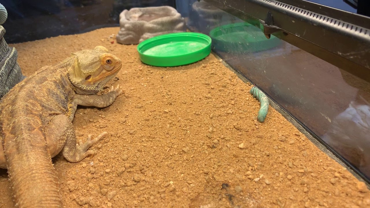 Toby vs Hornworms - YouTube