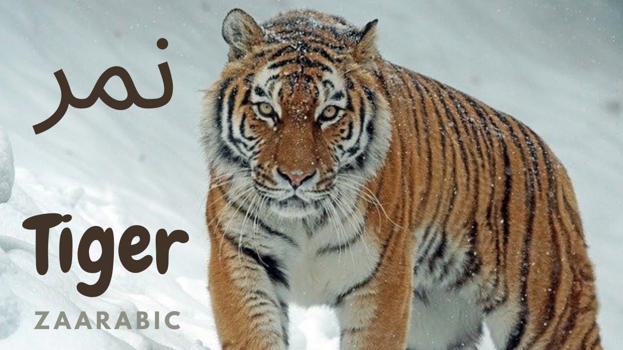 Tiger in Arabic | نمر | zaArabic - YouTube