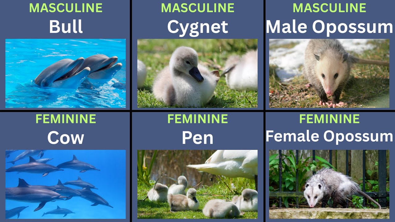 Gender of Animals in English | Masculine and Feminine | Species Gender ...