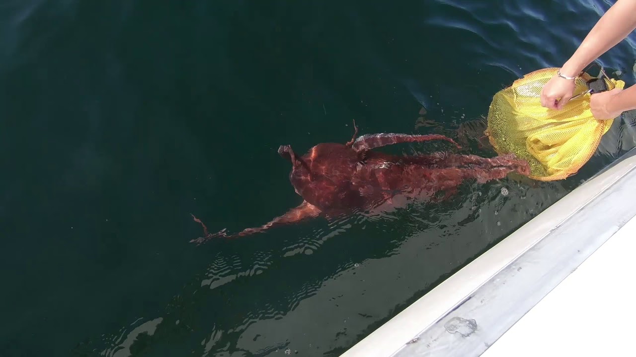 Oregon Coast Aquarium releases giant Pacific octopus, Cleopatra - YouTube