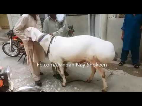 Big Dumba Qurbani..MASHALLAH - YouTube