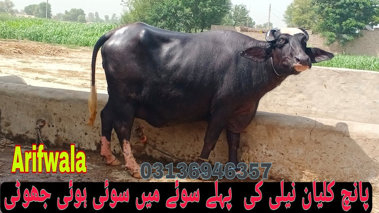 First timer buffalo going to new hom nili buffalo Ravi buffalo big ...