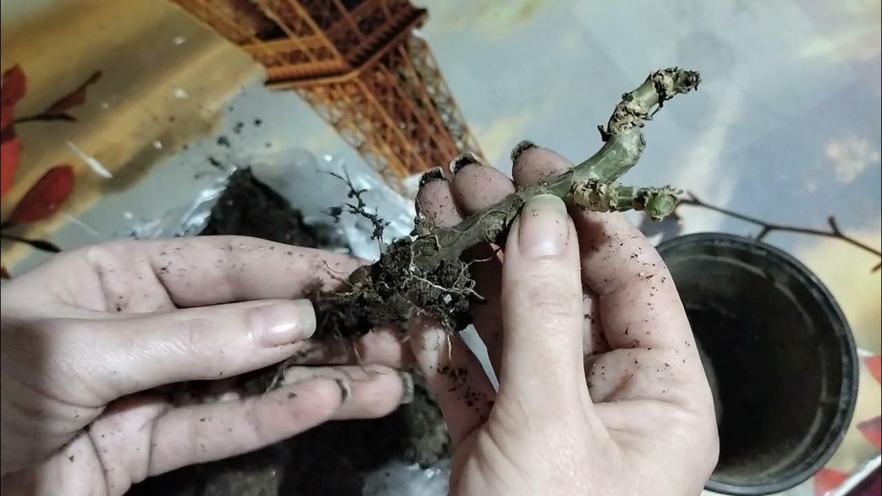 Пеларгония Марбаска тюльпан. Я в ужасе от состояния корней. - YouTube