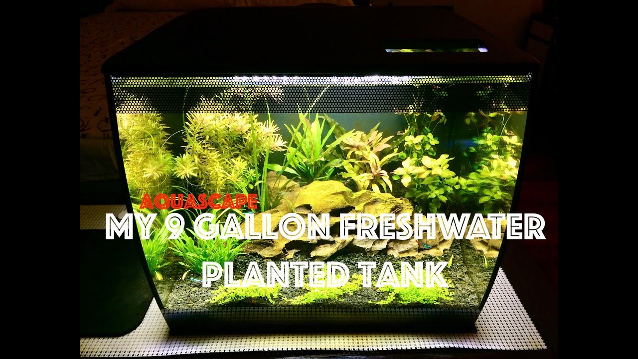 Aquascaping on a 9 gallon freshwater planted tank aquarium setup ...