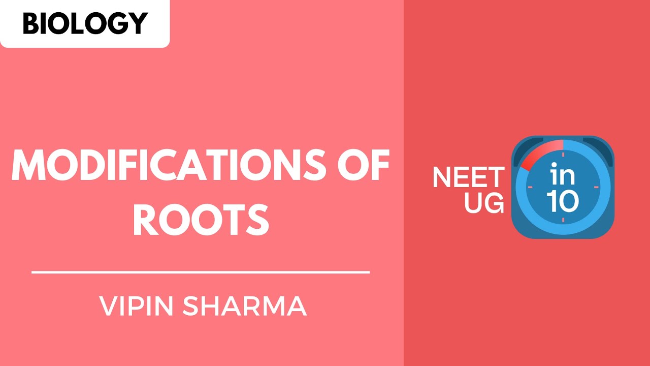 Modifications of Roots | NEET Biology | NEET UG in 10 - YouTube