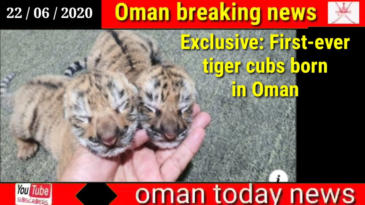 Oman news today / Exclusive: First-ever tiger cubs born in Oman - YouTube
