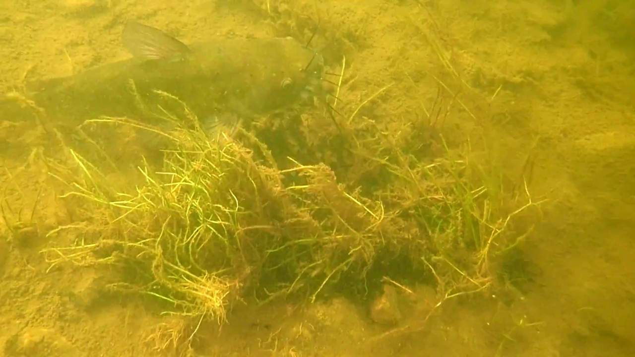 Barbotte brune - YouTube