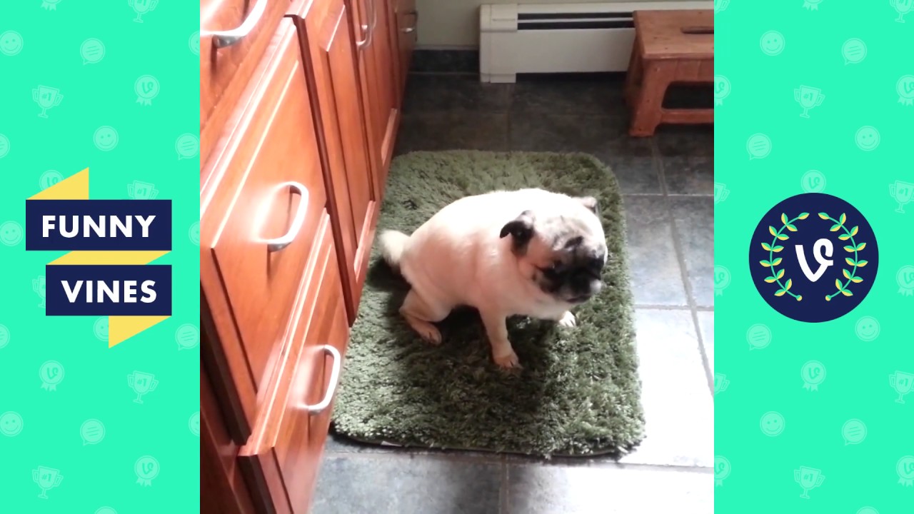 Funny Vines Animal Vines Compilation - Best Vines 2016 part 1 - YouTube