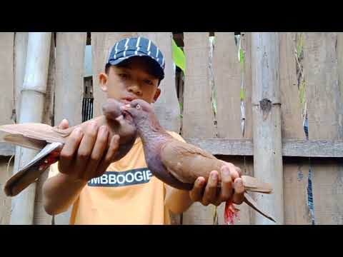 Vlog merpati kenceng-kenceng setut dor🥵