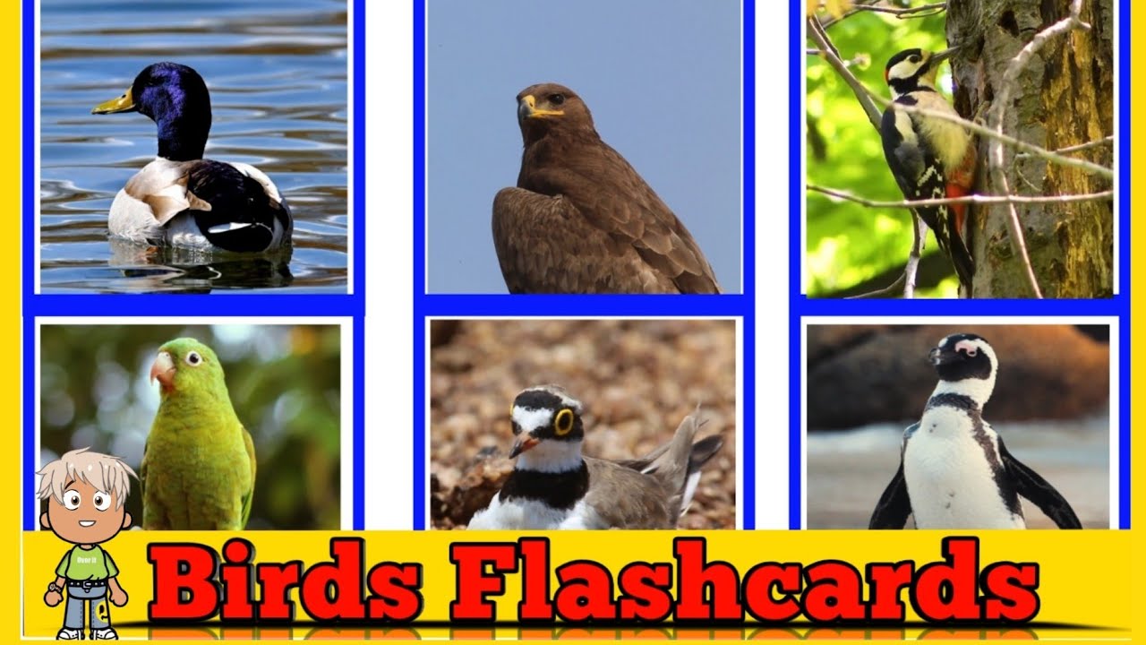 Birds Flashcards | Learn Birds Names With Video Clips | Learn Birds For ...