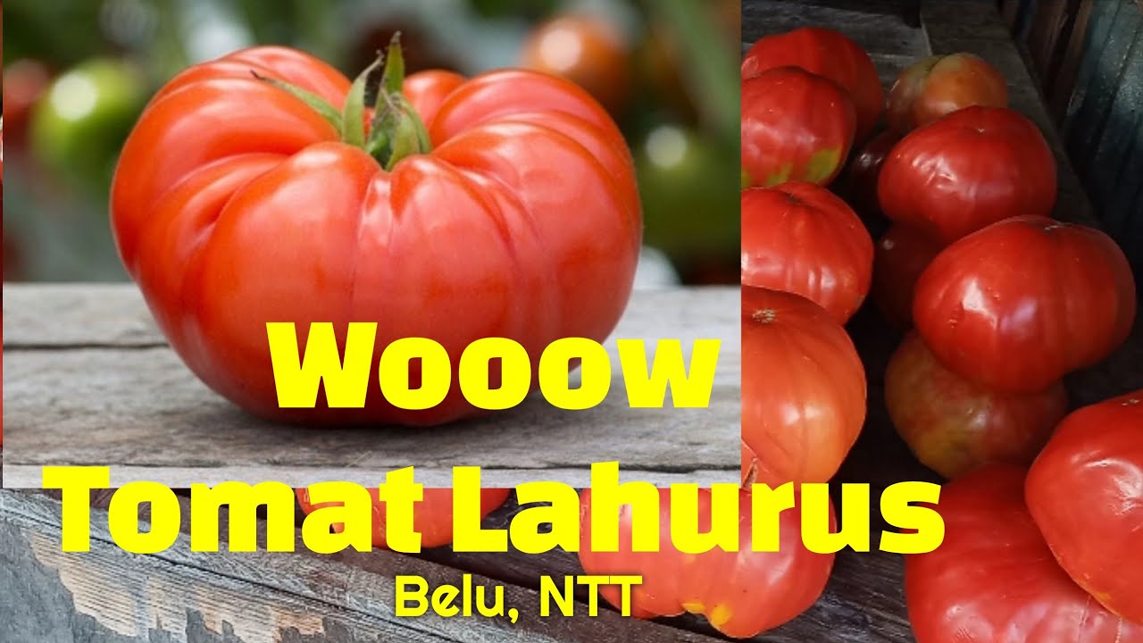 Wooow Ukuran Tomat Lahurus Buat Mata Kunang-Kunang 🤩🤩🤩🤩 - YouTube