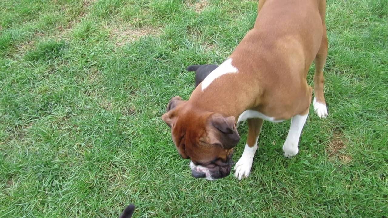 7 week old boxer puppies - YouTube