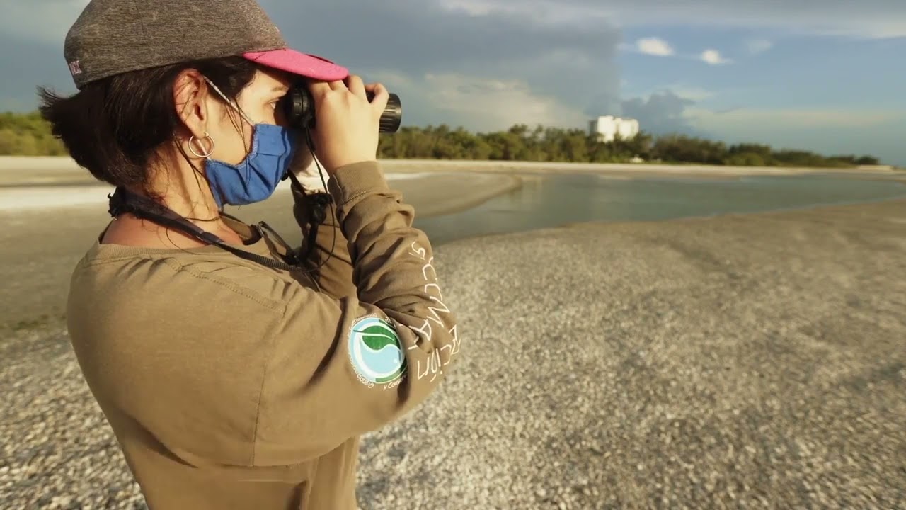 Charrán mínimo: un esfuerzo de conservación en Isla del Carmen - YouTube