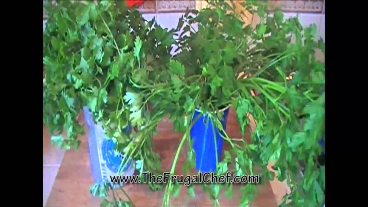 How to Store Green Leafy Herbs - YouTube