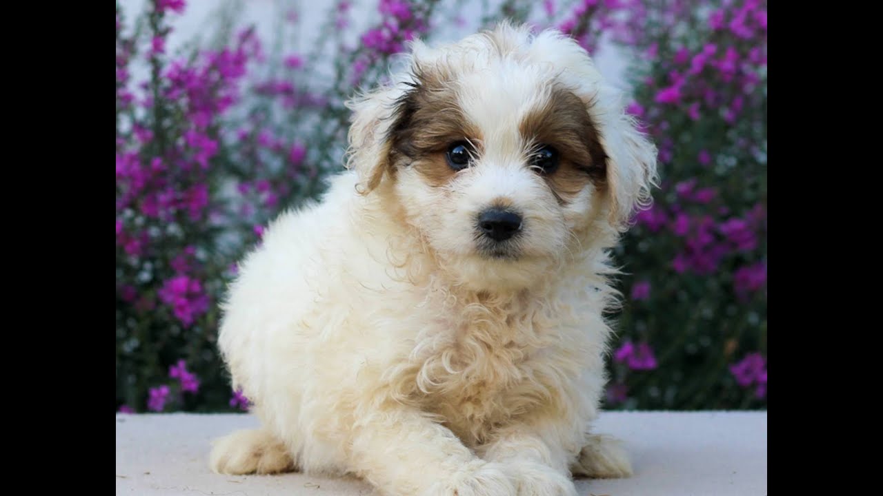 Pomsky-poo Puppies for Sale - YouTube