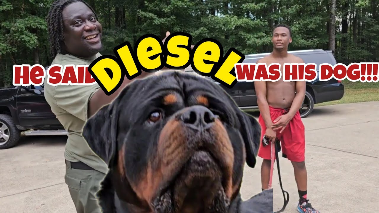 DIESEL IS EVERYONE'S DOG!! - YouTube