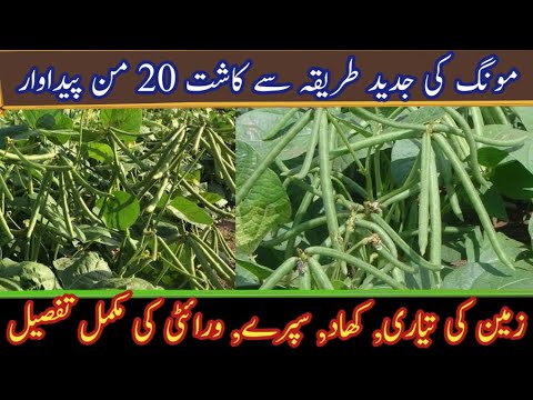 moong cultivation in pakistan | moong ki kasht in pakistan | moong ...