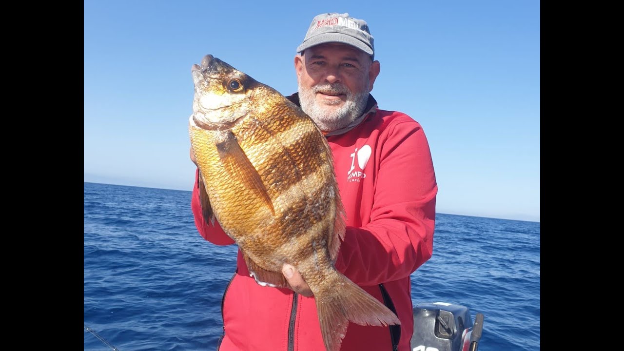 Pesca fondeada Sargo breado XXL - YouTube