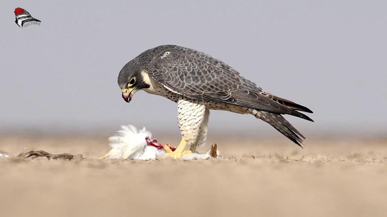 Peregrine Falcon with Cattle Egret kill #peregrinefalcon - YouTube