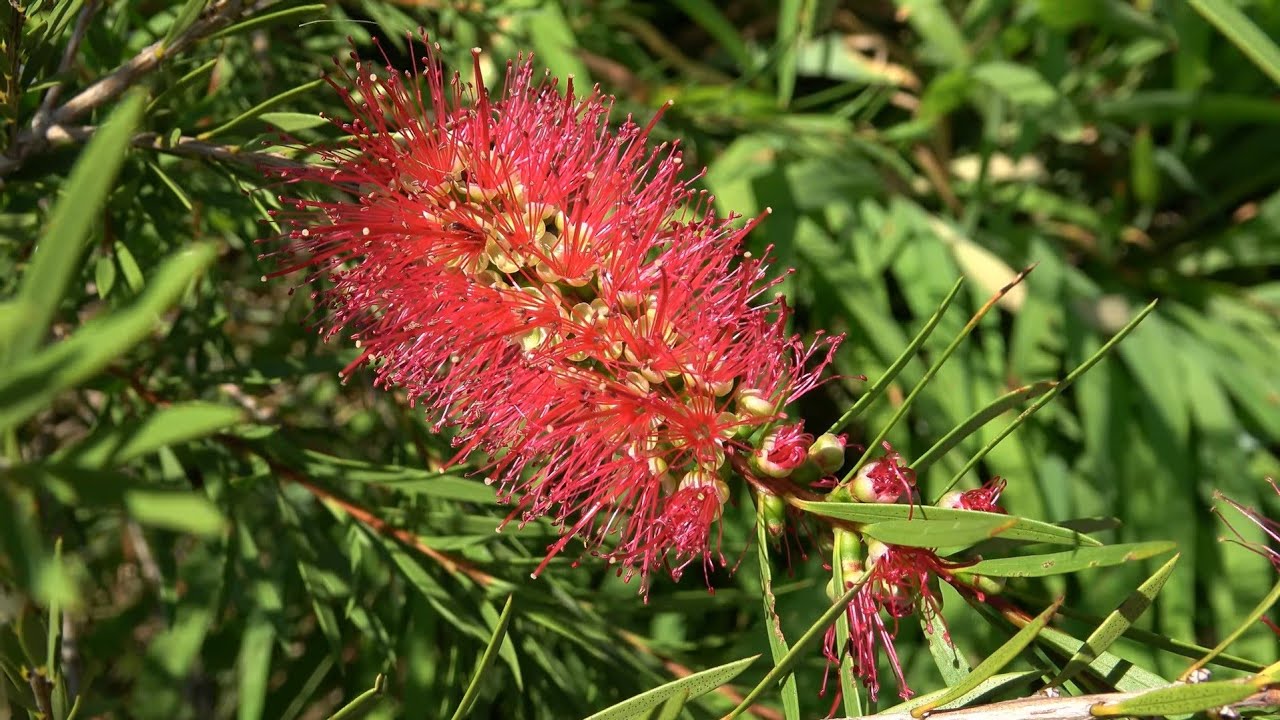 Sowing Winter Hardy Callistemon - YouTube