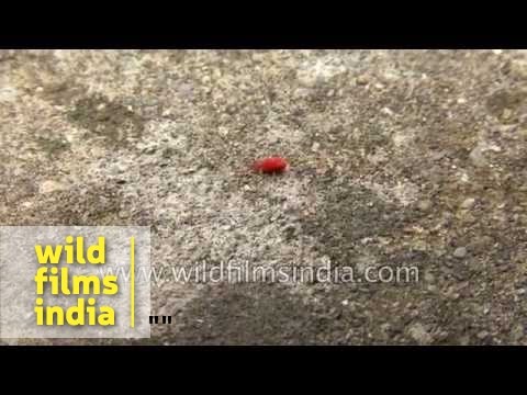 Bir booti, Makhmal booti or Red Velvet bug : insect from our nostalgic ...