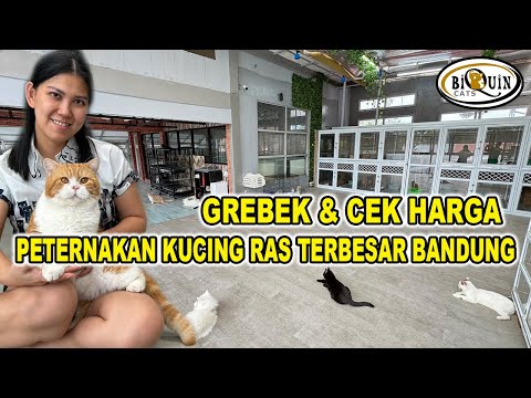 Grebek & Cek Harga Di Peternakan Kucing Ras Terbesar Bandung - Biquin Cat